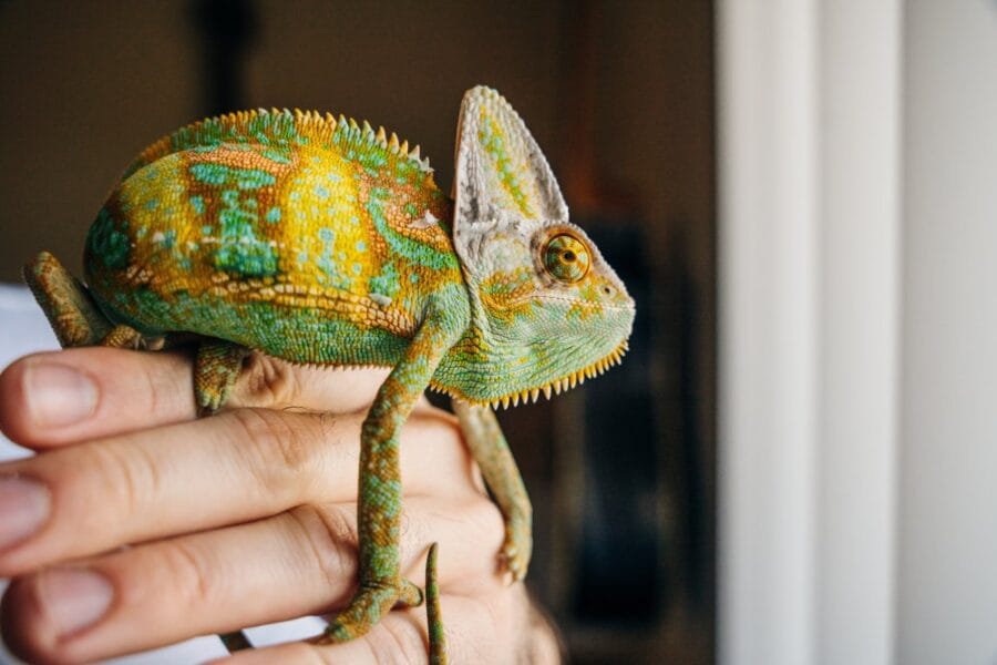 What are Exotic Animals?|Deltona Animal Medical Center